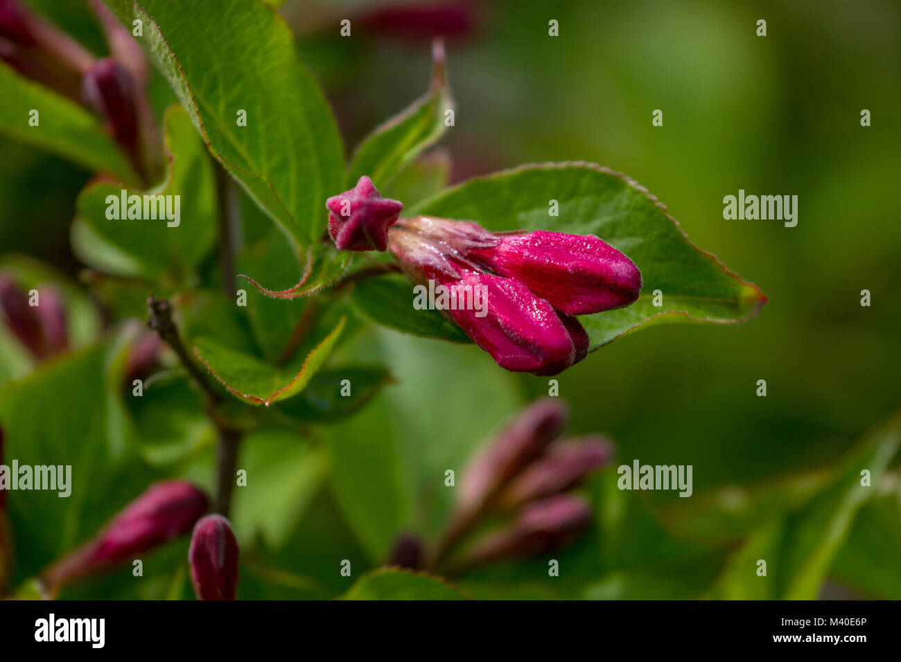 Bud of Weigela florida red flowers in botanical park. Blurred ...