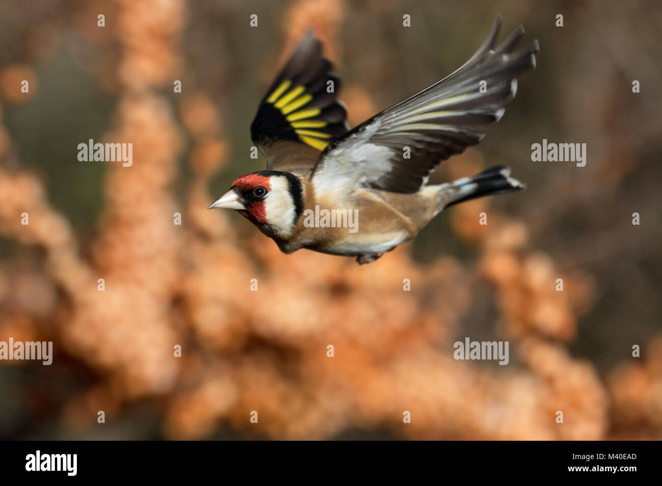 Goldfinch in flight hi-res stock photography and images - Alamy
