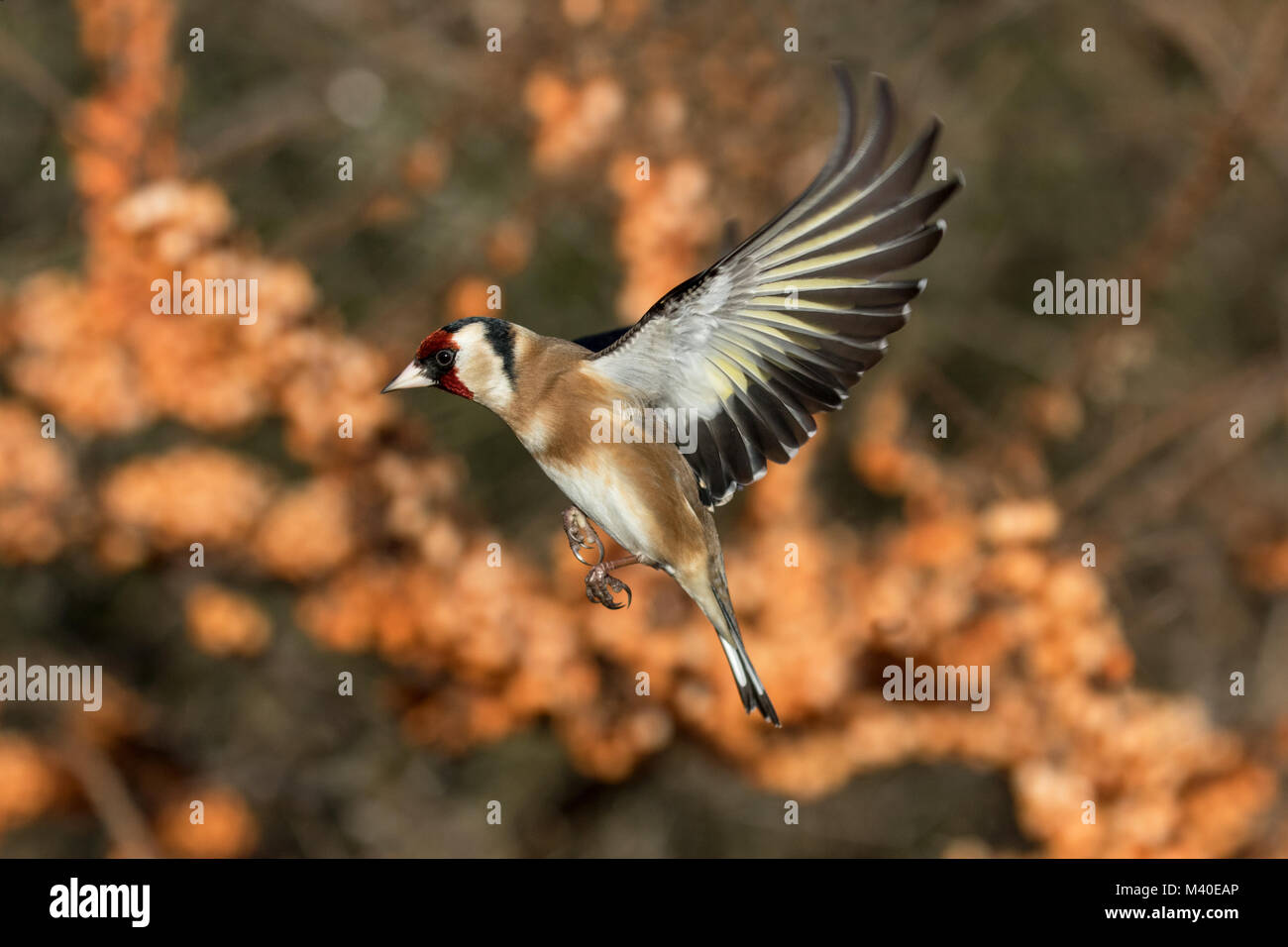 Chaffinch in flight Stock Photo - Alamy