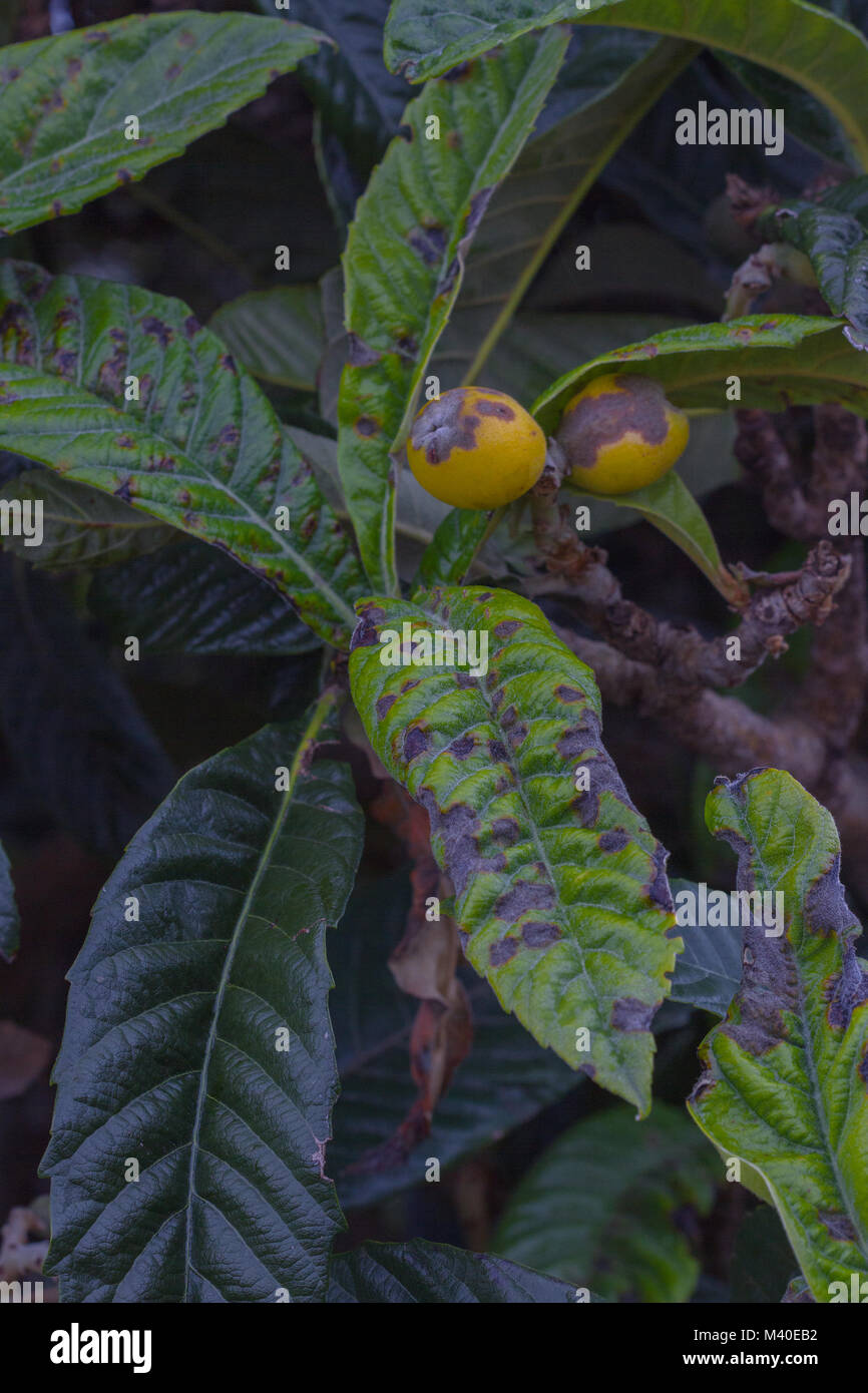 Inedible loquat tree sick of fruit rot. Rottenness plant desease ...