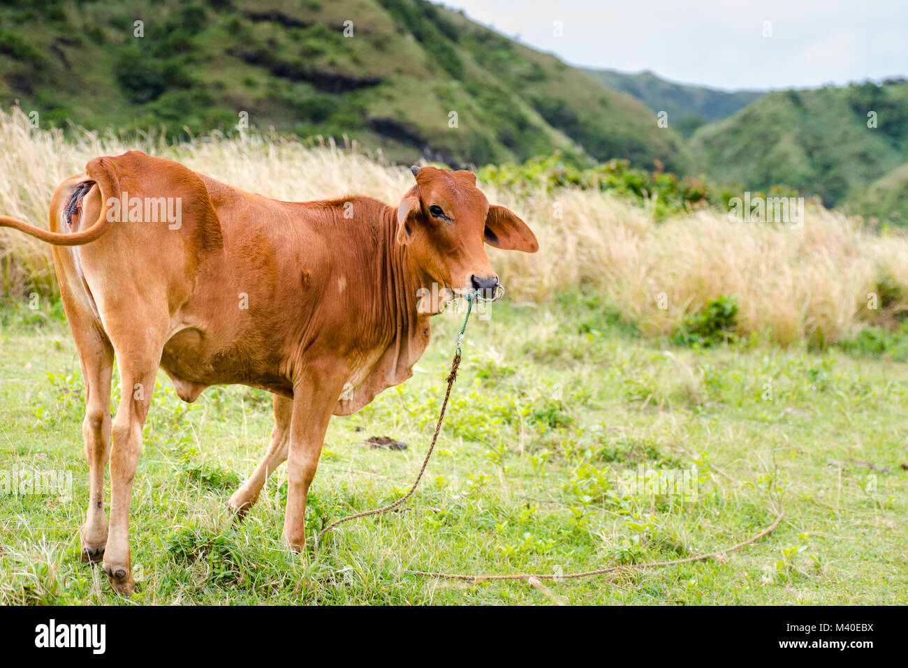 Gazing cow at the hills of Batanes, Philippines Stock Photo - Alamy