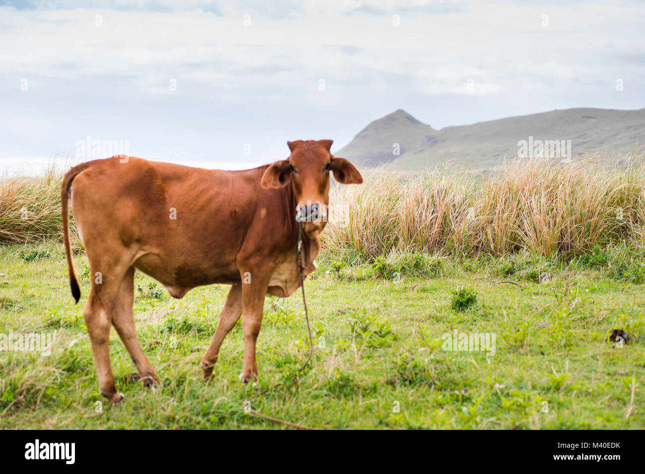 Gazing cow at the hills of Batanes, Philippines Stock Photo - Alamy