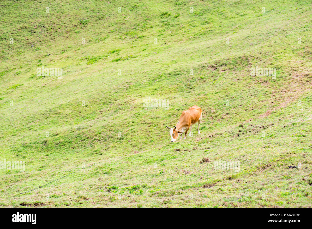 Gazing cow at the hills of Batanes, Philippines Stock Photo - Alamy