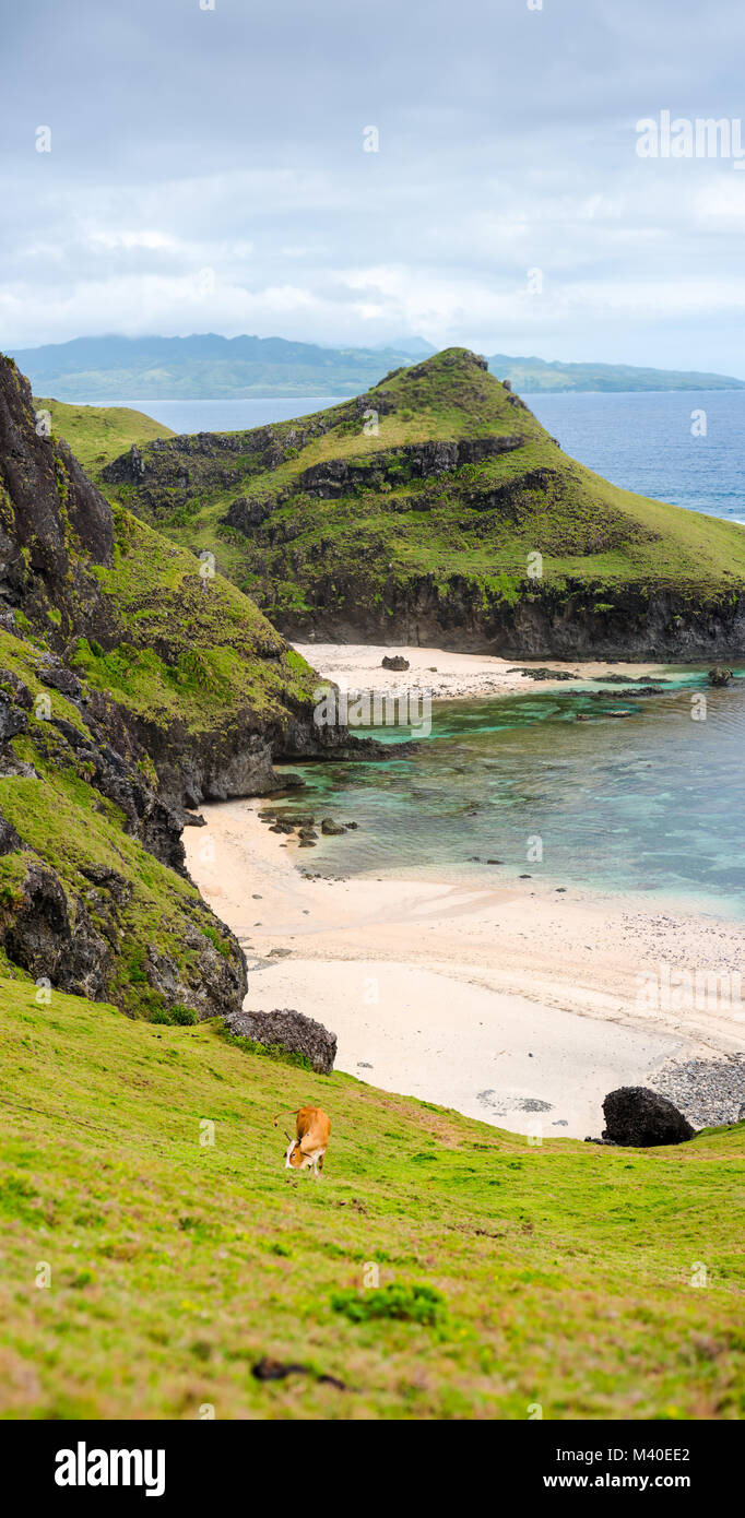 Gazing cow at the hills of Batanes, Philippines Stock Photo - Alamy