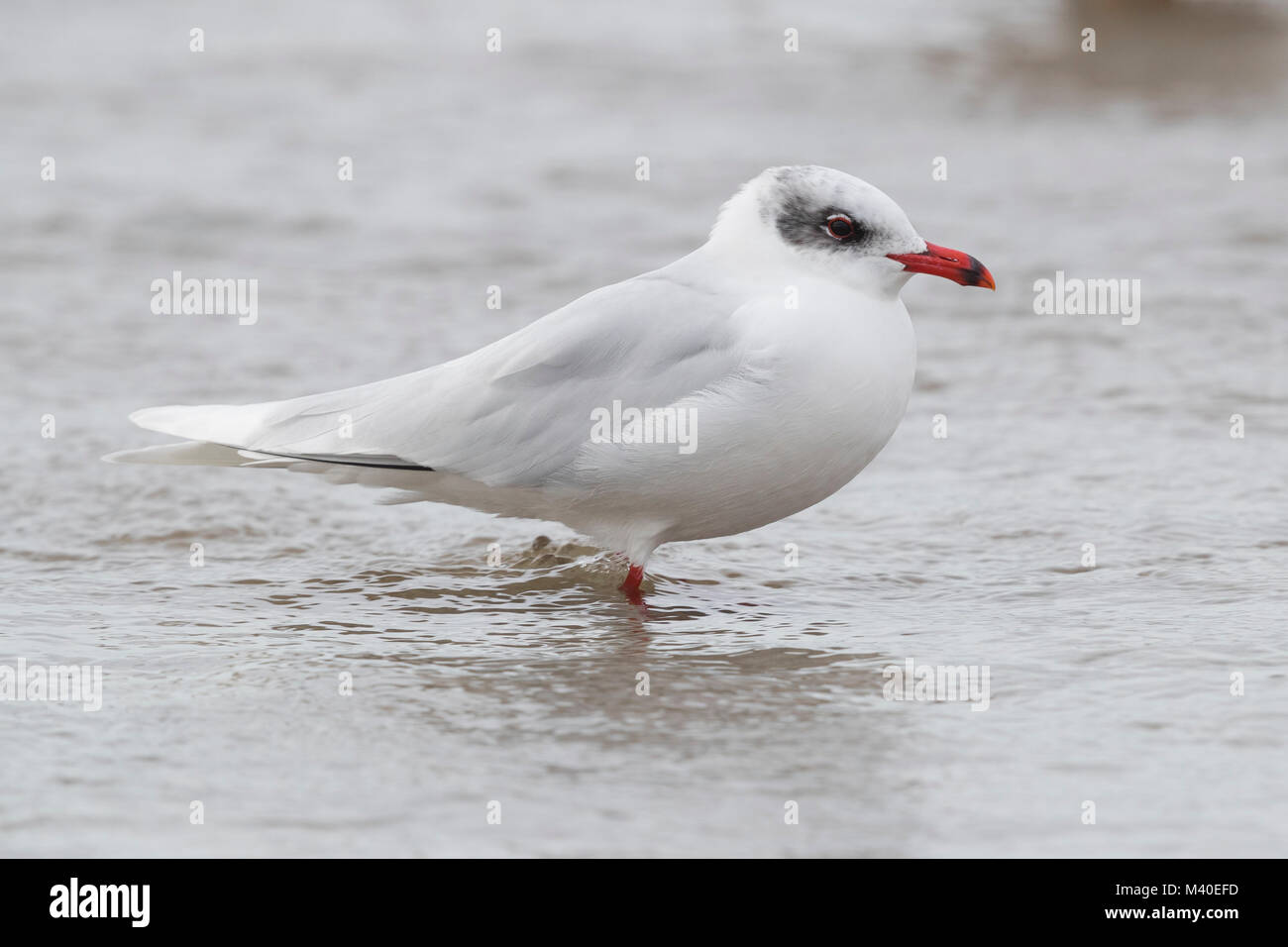 Mediterranean Gull (Ichthyaetus melanocephalus), adult in winter ...