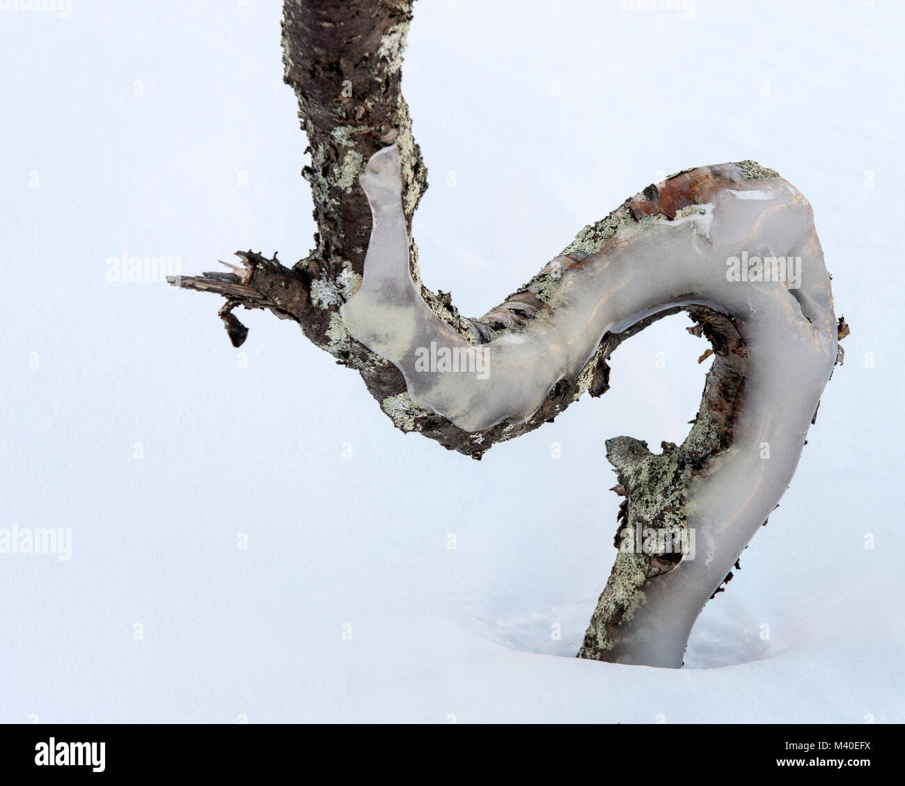 Birch arctic hi-res stock photography and images - Alamy