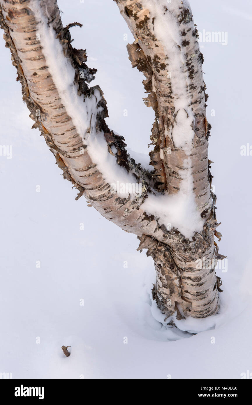 Arctic birch tree in Northern Sweden Stock Photo - Alamy