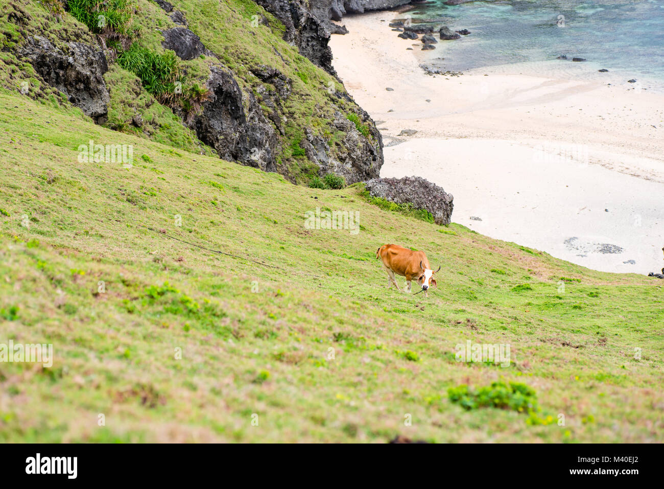 Gazing cow at the hills of Batanes, Philippines Stock Photo - Alamy