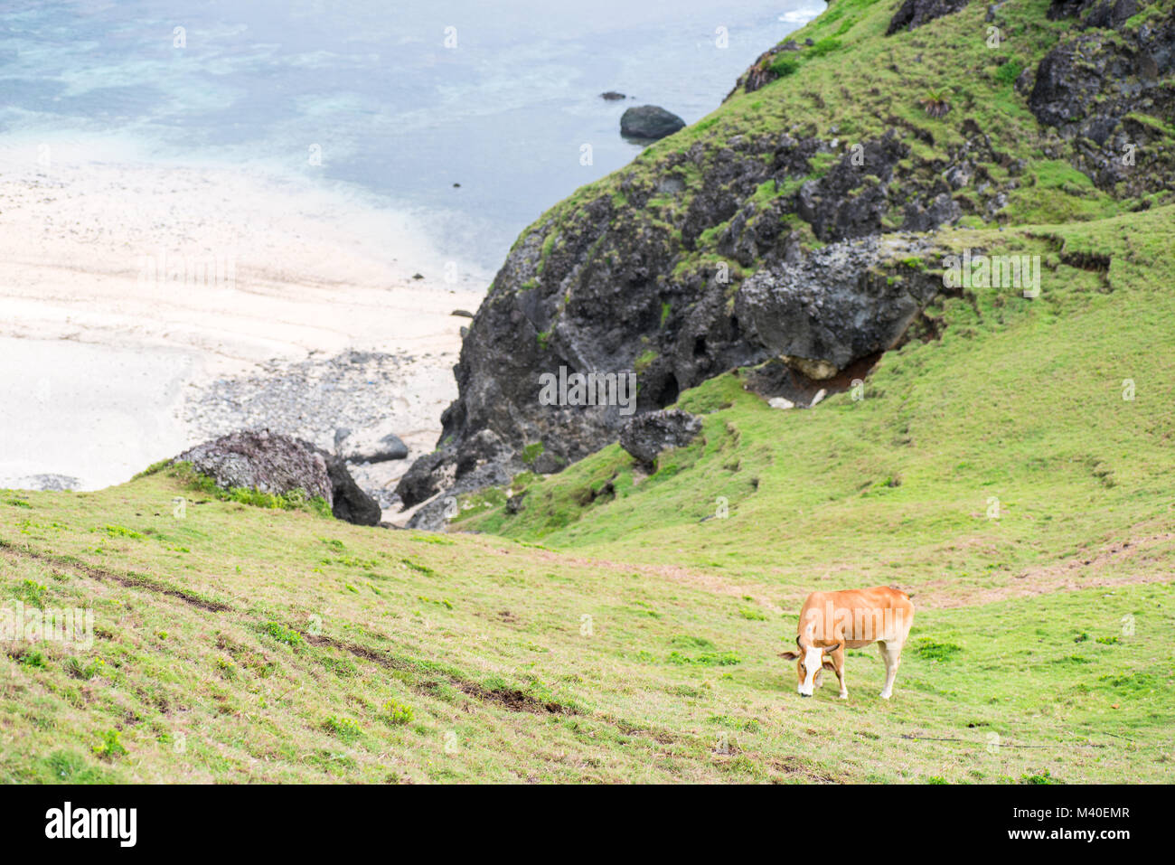 Gazing cow at the hills of Batanes, Philippines Stock Photo - Alamy