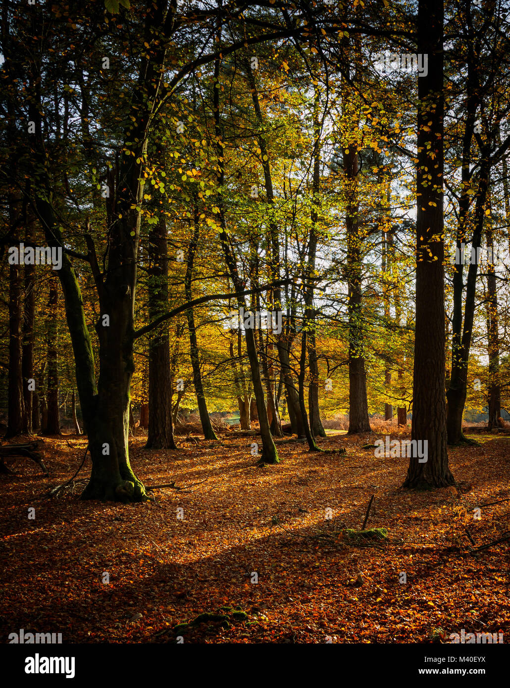 Autumn in the New Forest England Stock Photo - Alamy