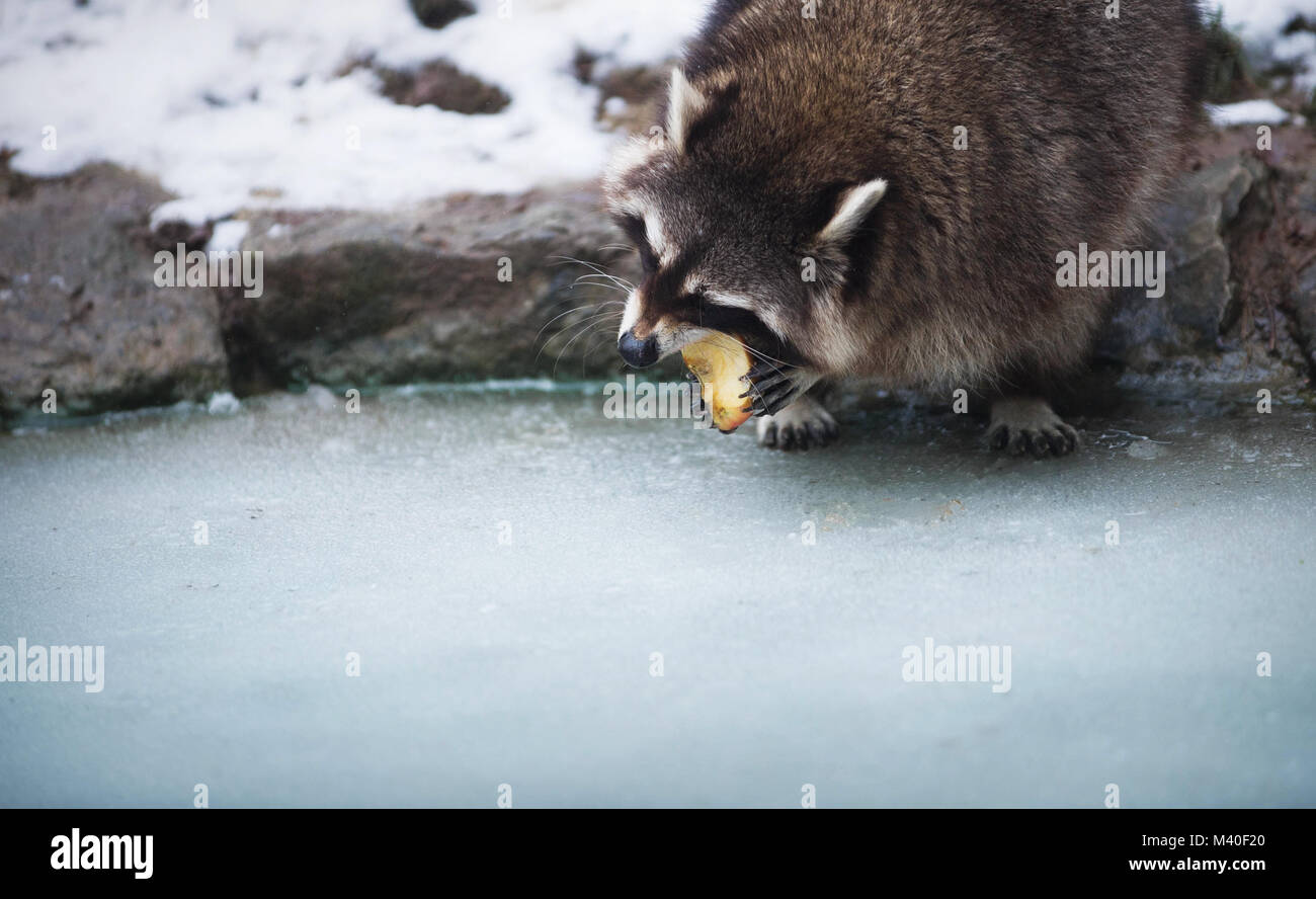 Racoon Eating an Apple, Standing on the Ice Stock Photo - Alamy