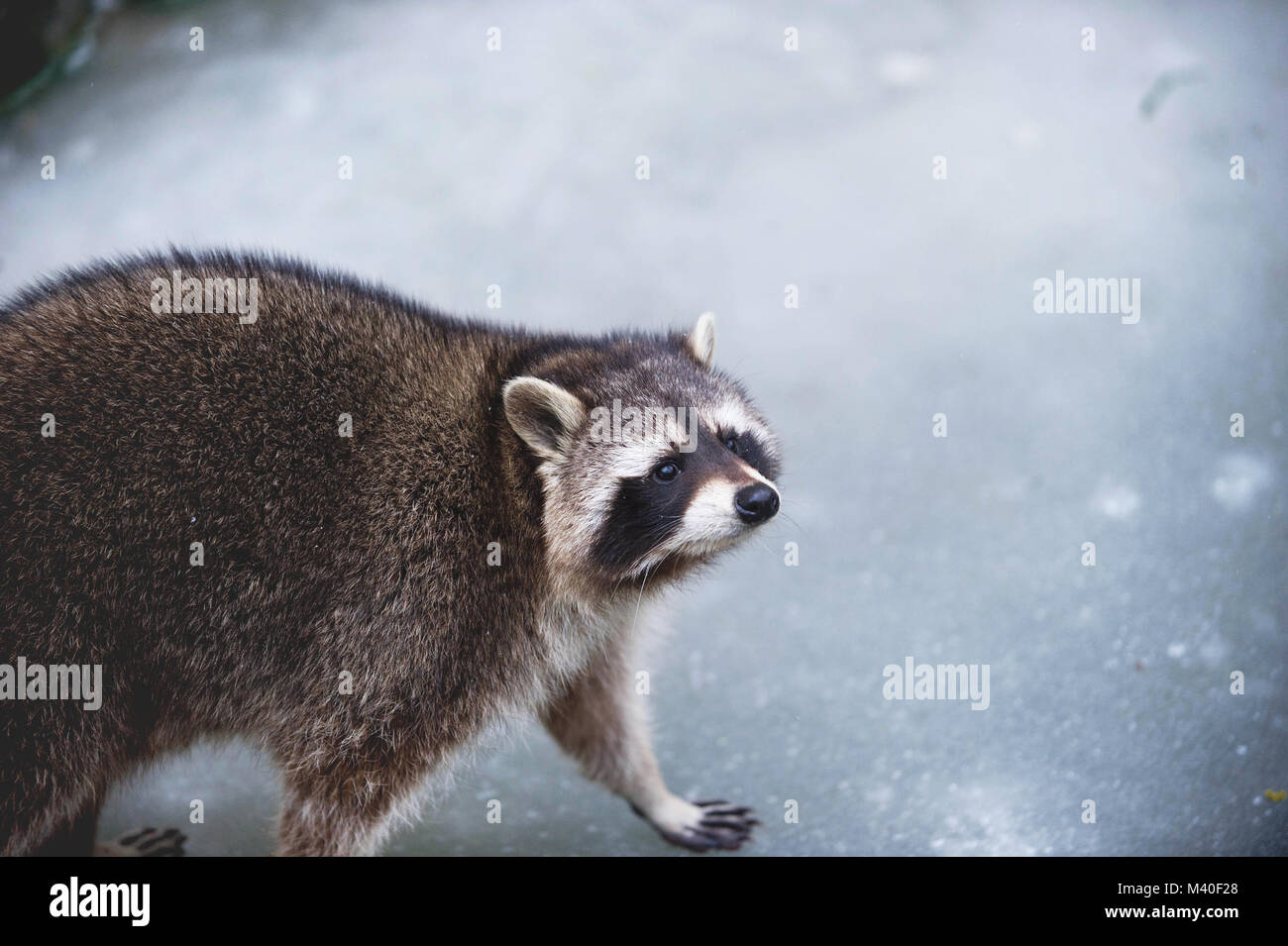 Low depth of field, Sharp Eyes, Blurred Background Stock Photo - Alamy