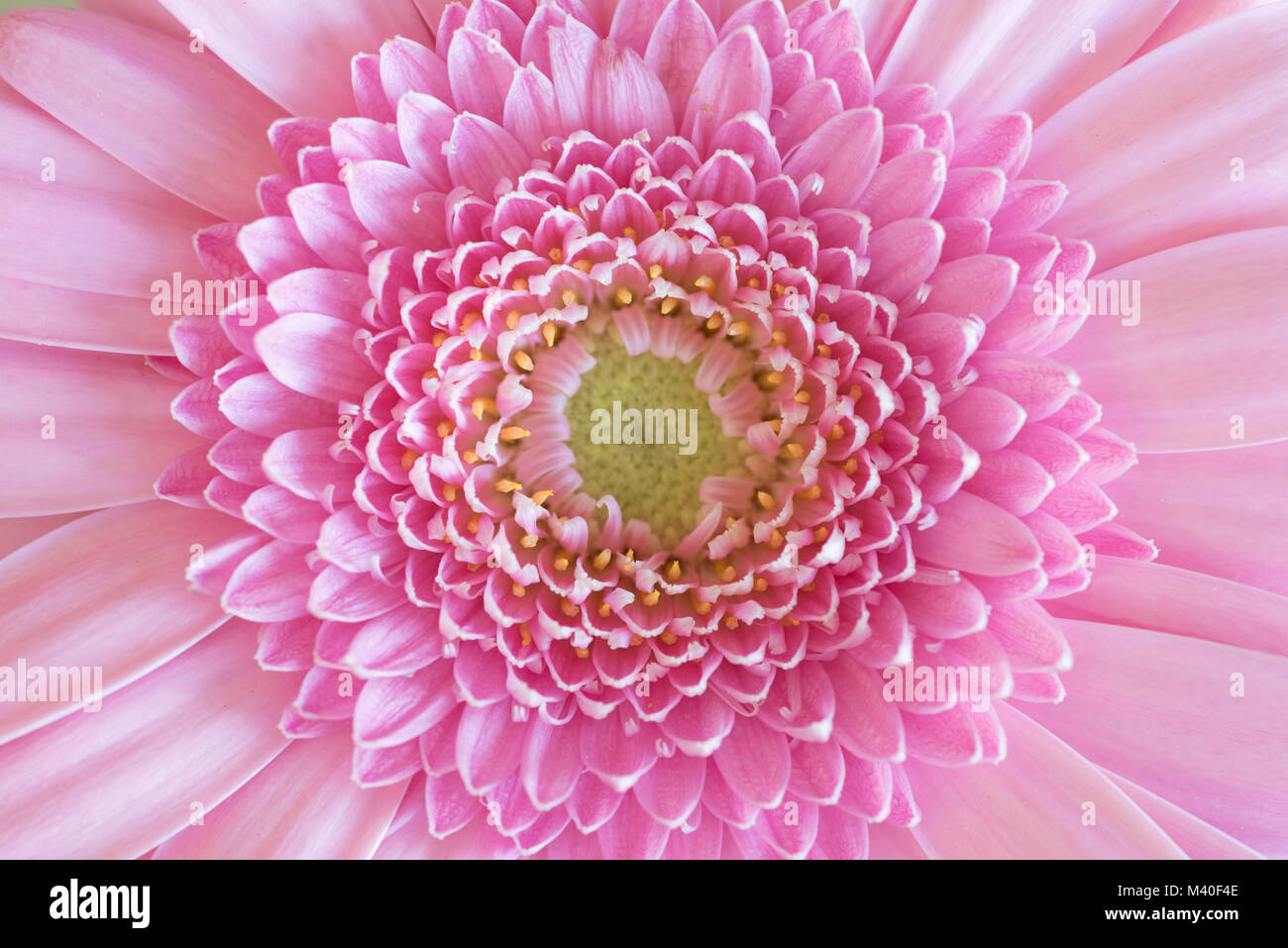 Closeup of center of pink Gerbera Daisy, top view Stock Photo - Alamy