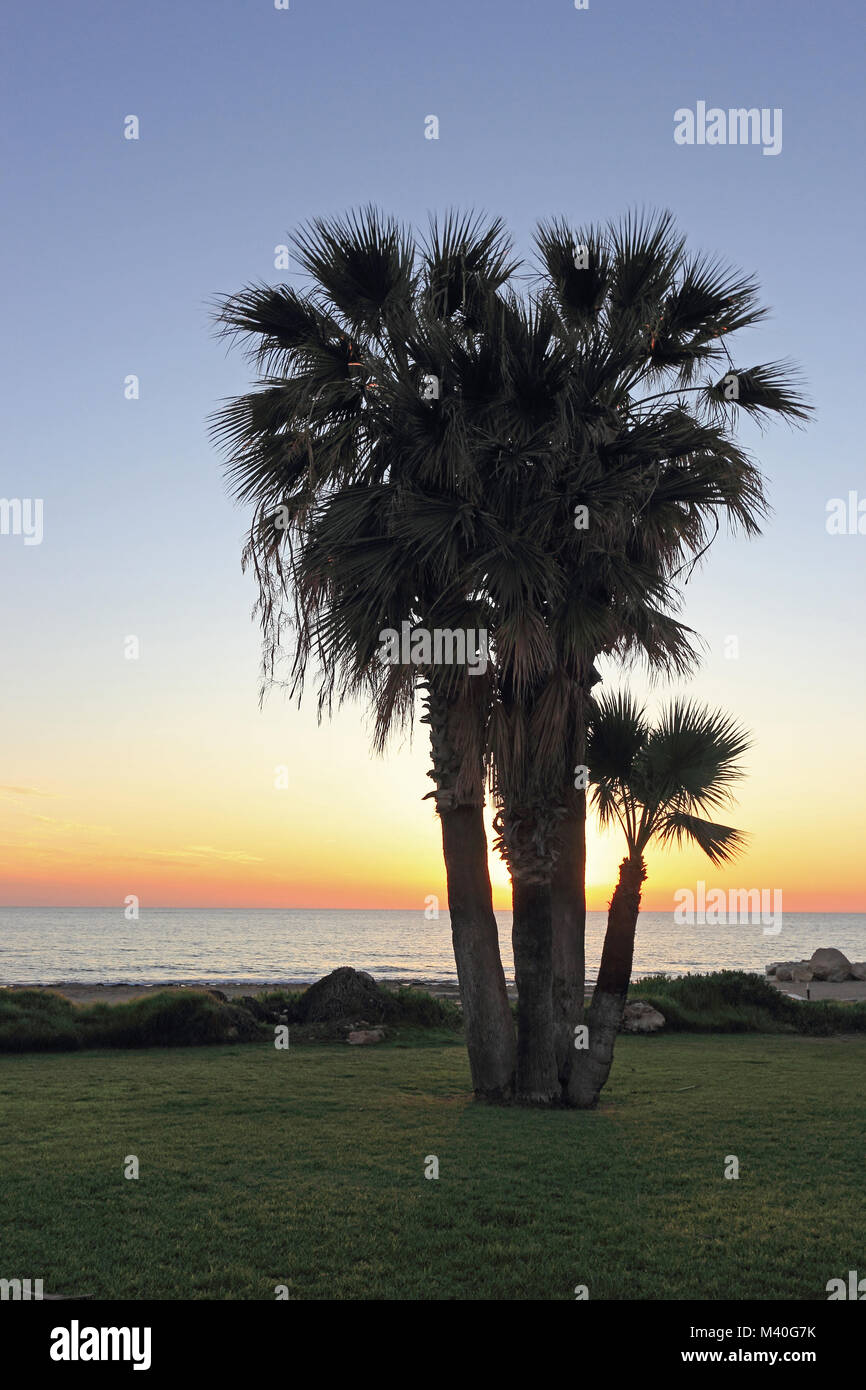 Palm trees silhouetted against sunset, Paphos, Cyprus Stock Photo - Alamy