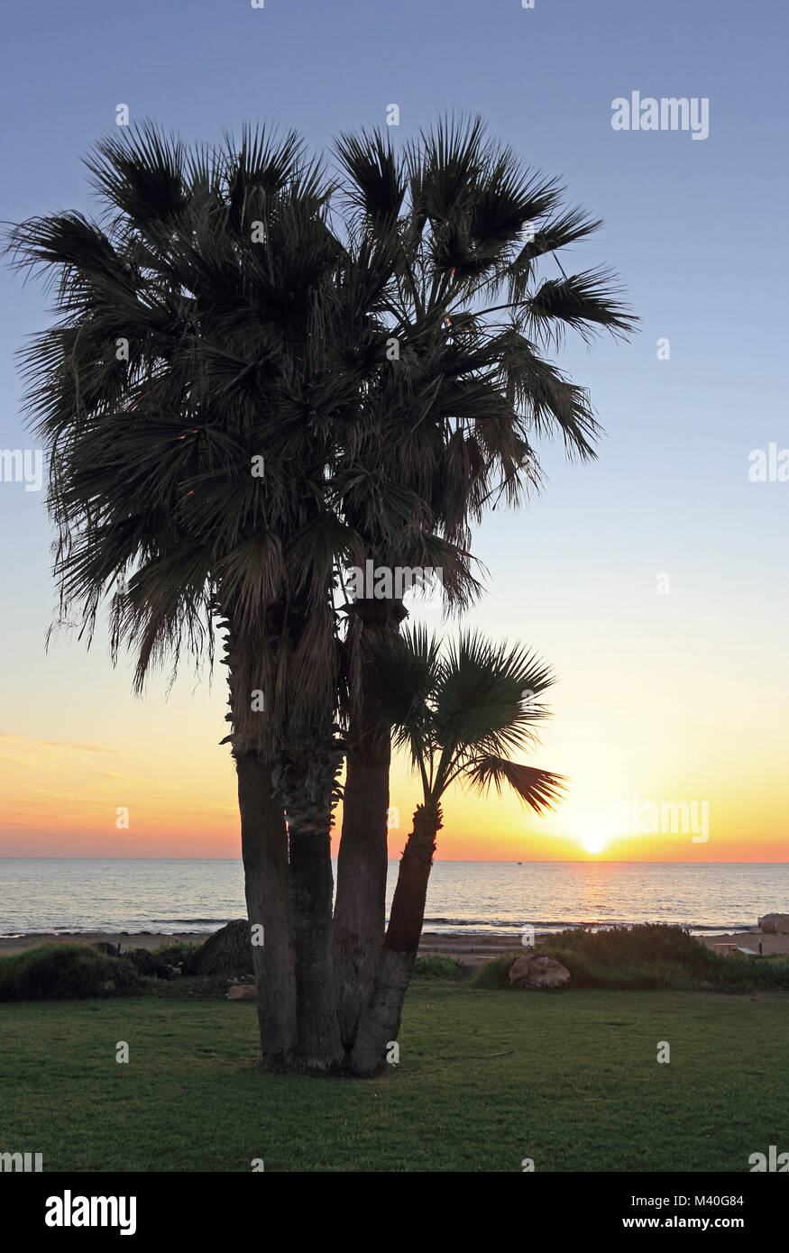 Palm trees silhouetted against sunset, Paphos, Cyprus Stock Photo - Alamy