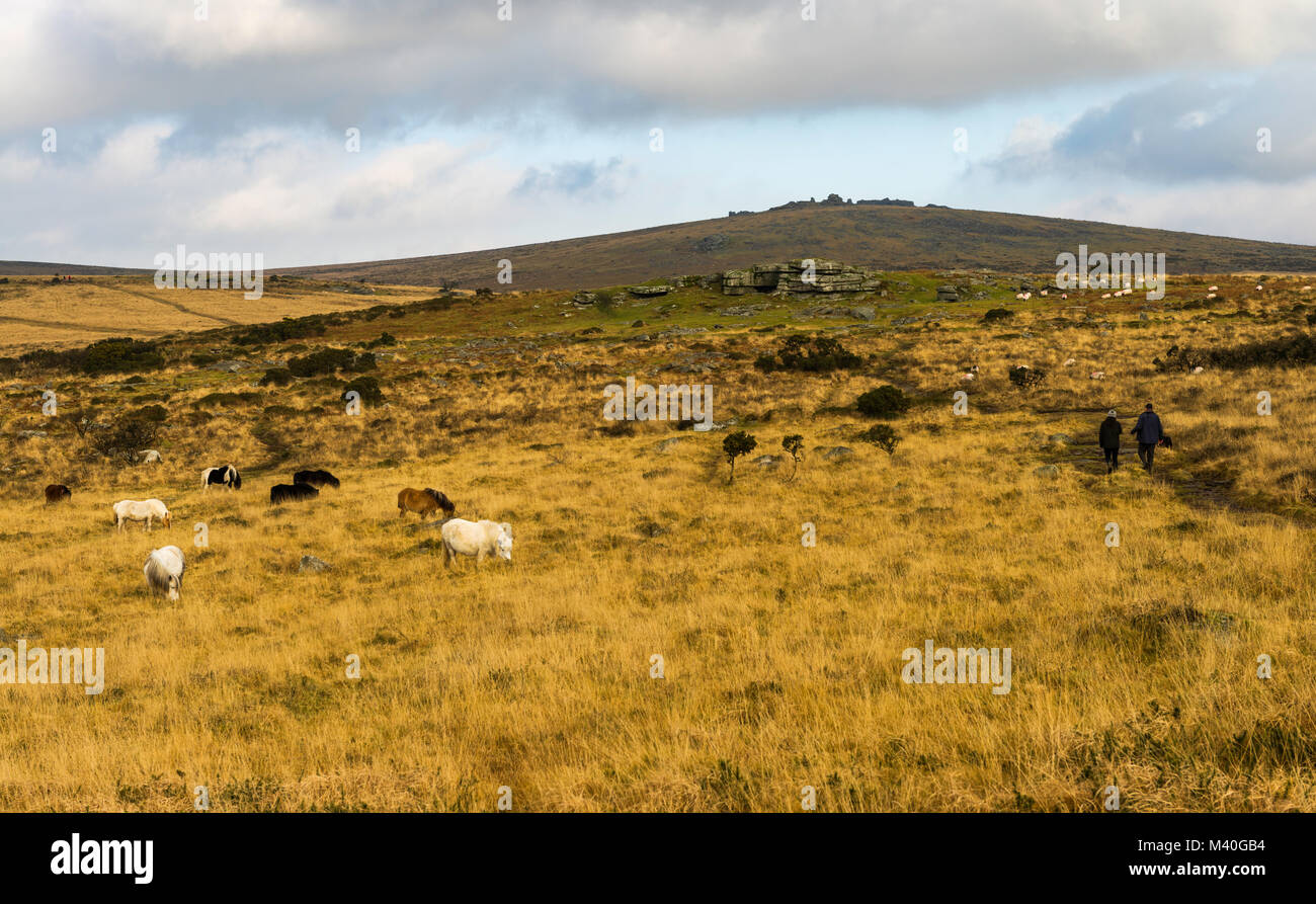 Dartmoor hill ponies grazing near Pew Tor, Dartmoor National Park ...