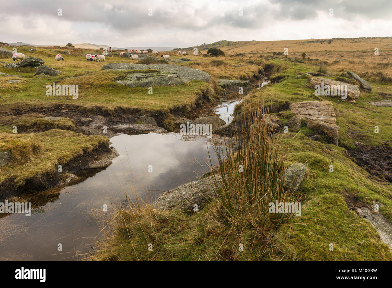 The ancient Grimstone and Sortridge Leat, seen here at Whitchurch ...