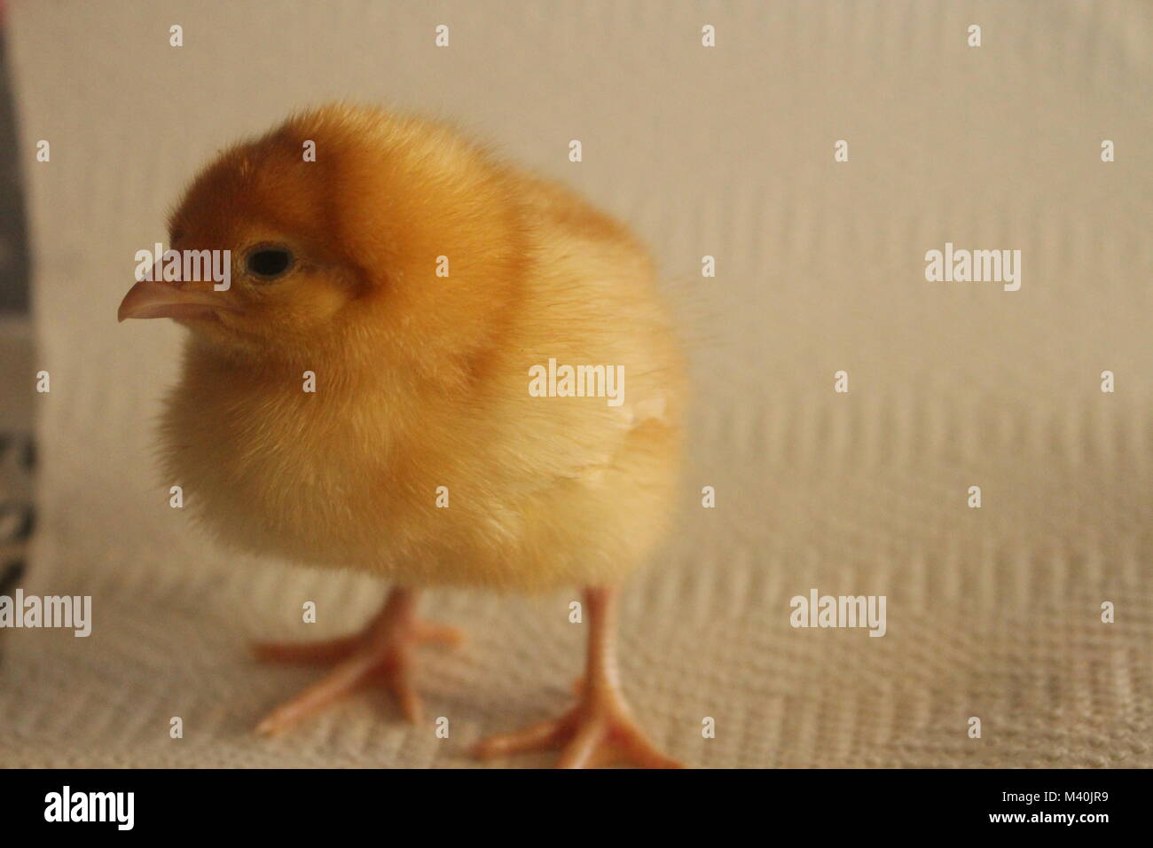 Hd close hi-res stock photography and images - Alamy