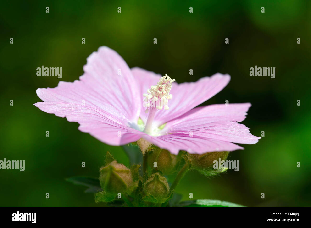 Malva alcea hi-res stock photography and images - Alamy