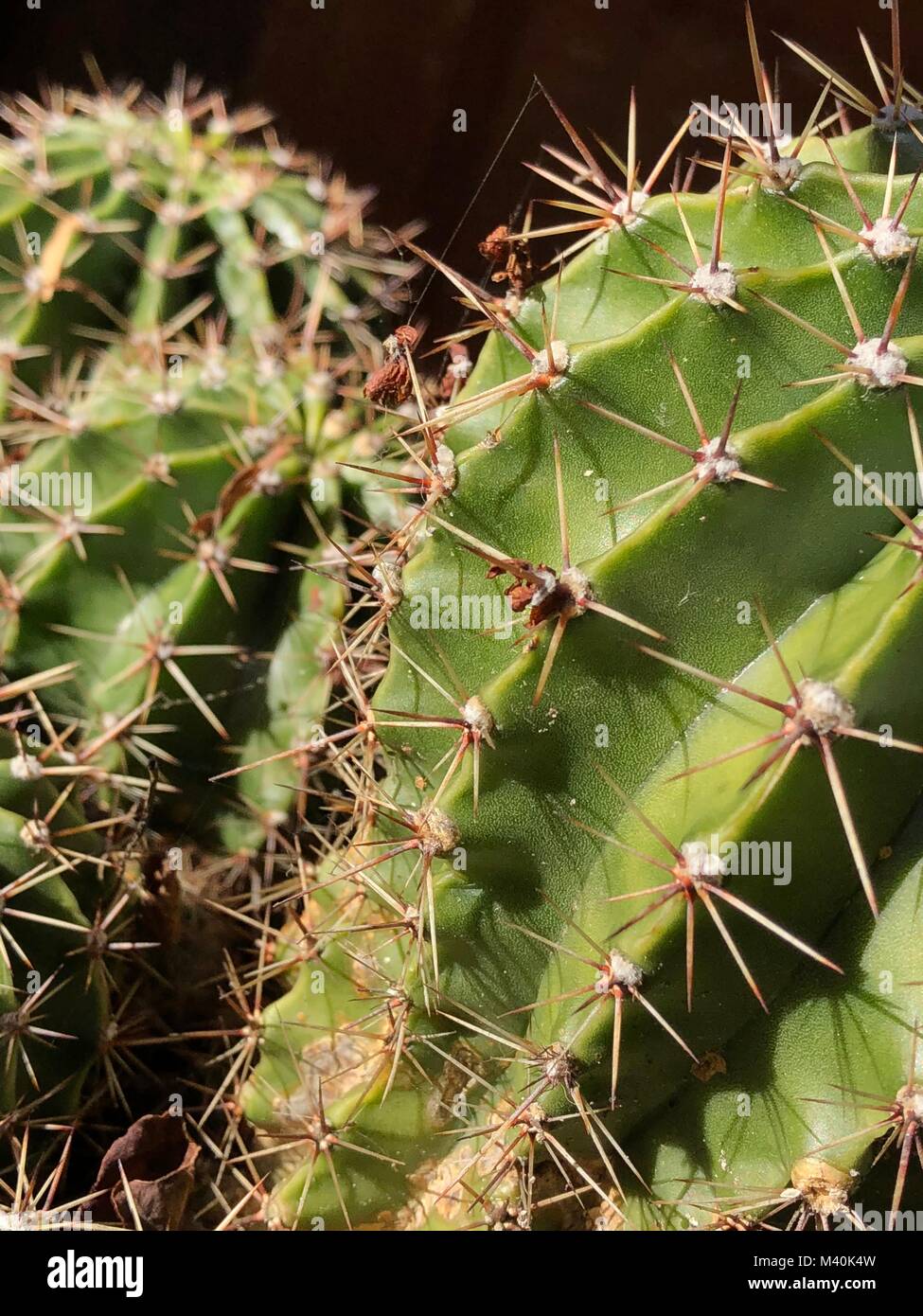 Cactus textures hi-res stock photography and images - Alamy