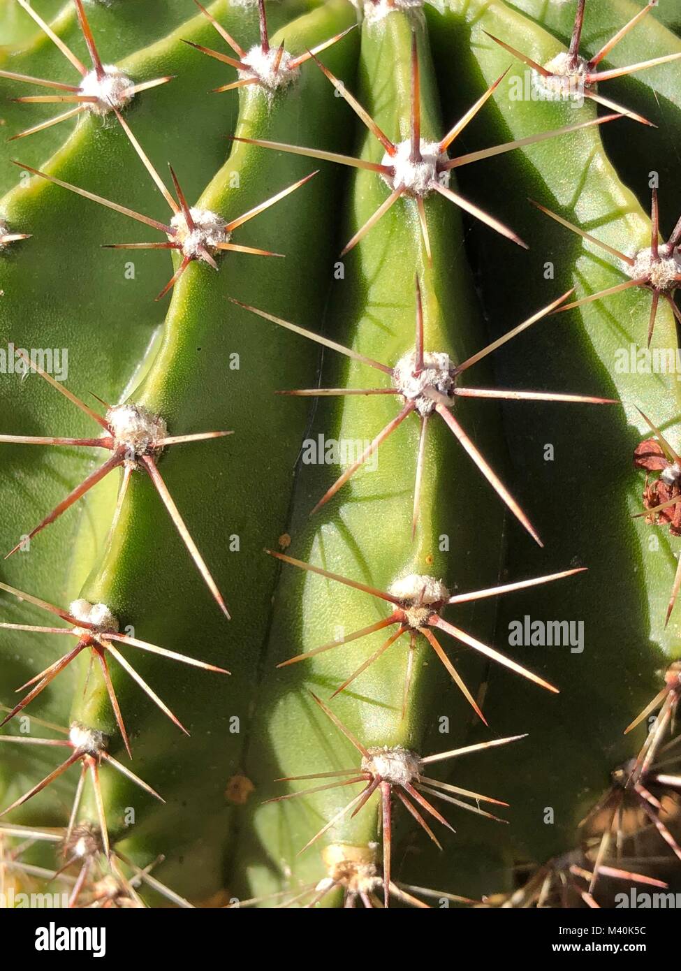 Cactus textures hi-res stock photography and images - Alamy