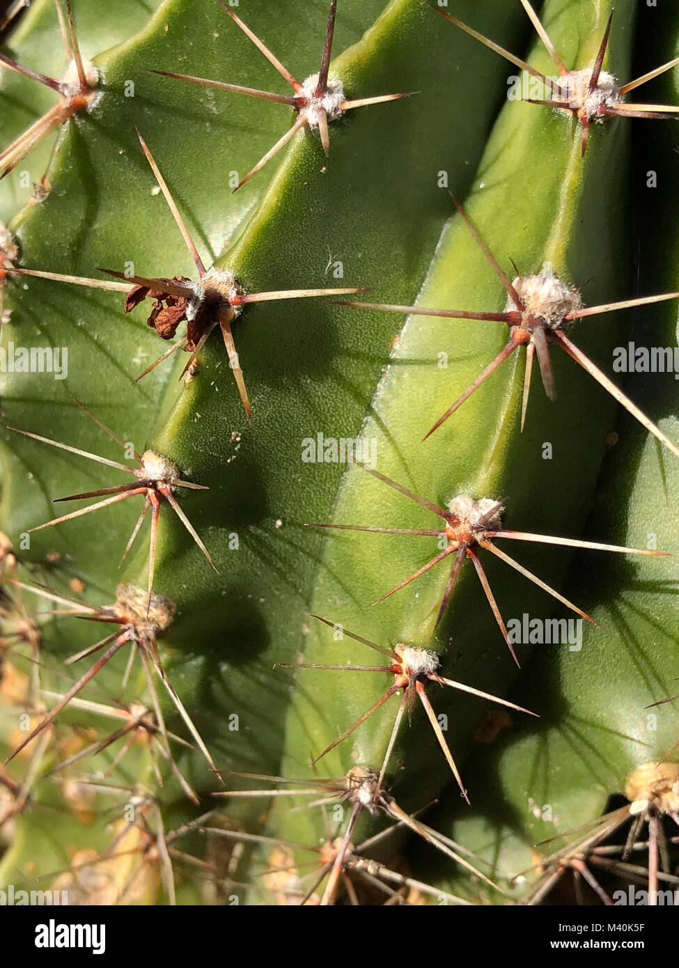 cactus close up detail Stock Photo - Alamy