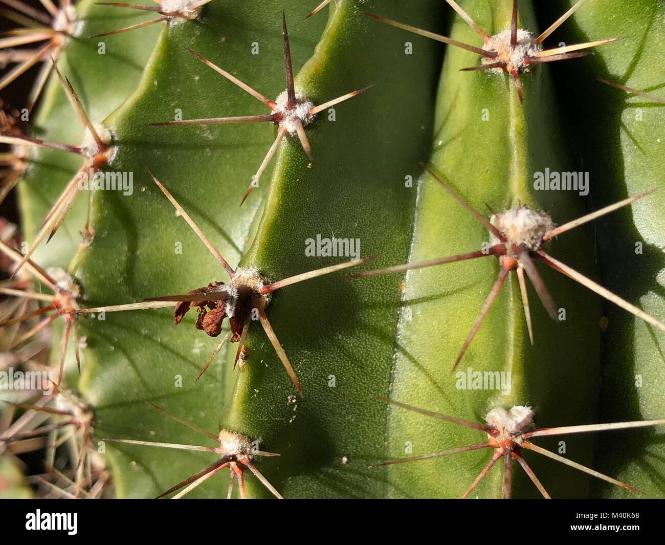 cactus close up detail Stock Photo - Alamy