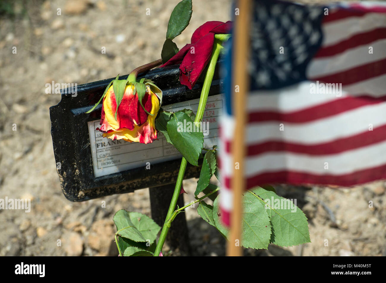 Roses adorn a temporary grave marker at Arlington National Cemetery for ...