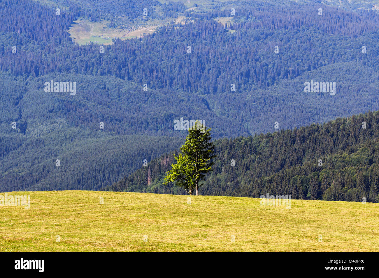 Single Pinetree High Resolution Stock Photography and Images - Alamy