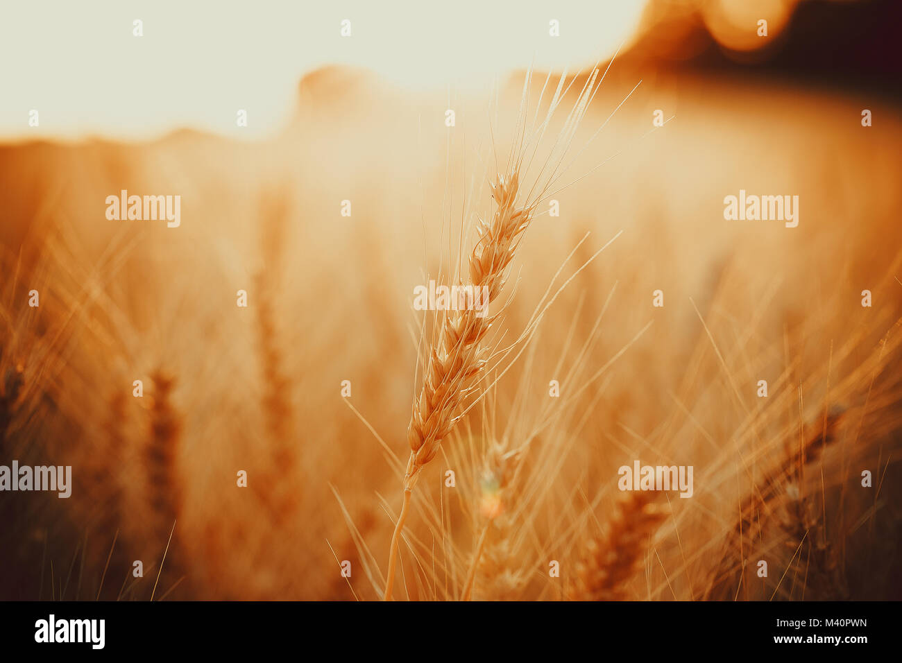 Beautiful landscape field of wheat hi-res stock photography and images ...