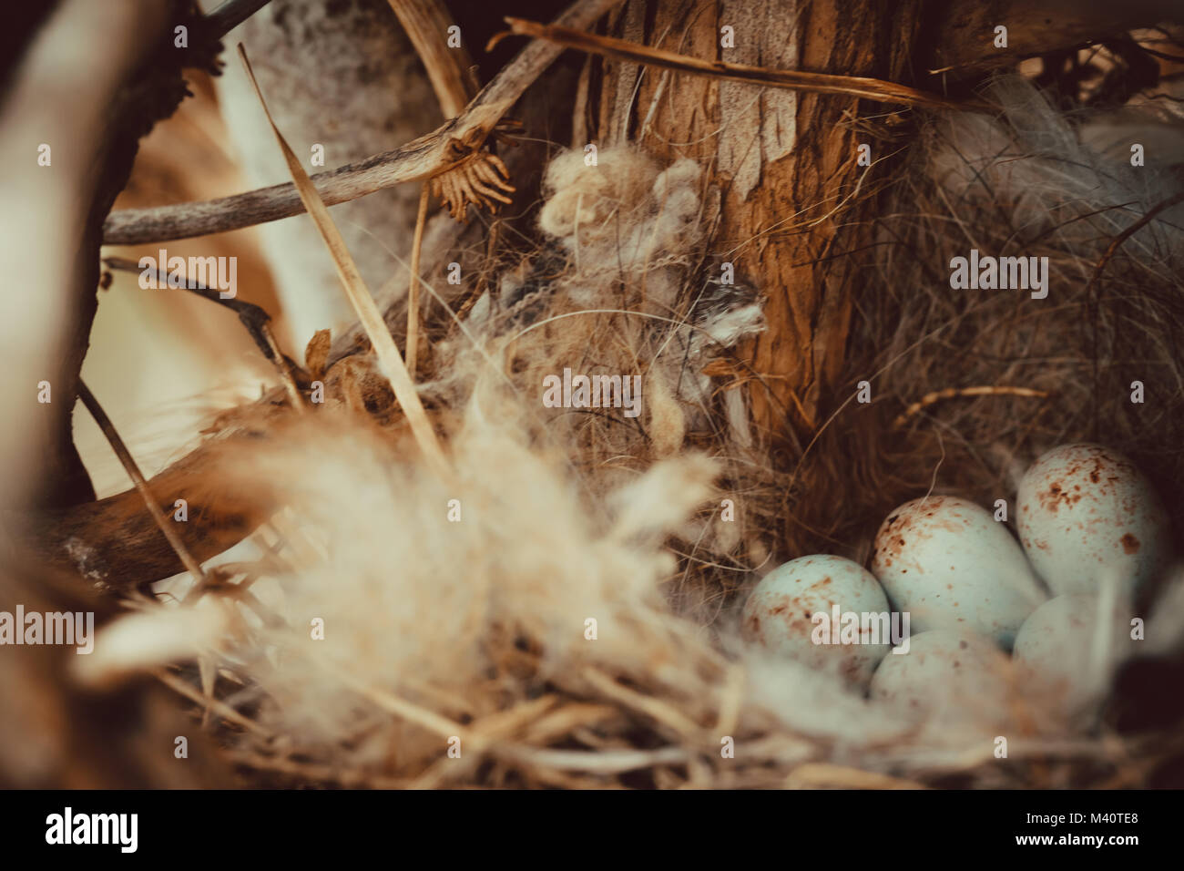 Nest feathers egg hi-res stock photography and images - Alamy