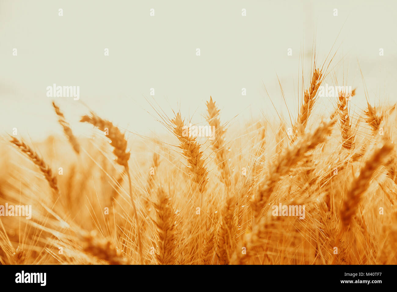Beautiful landscape field of wheat hi-res stock photography and images ...