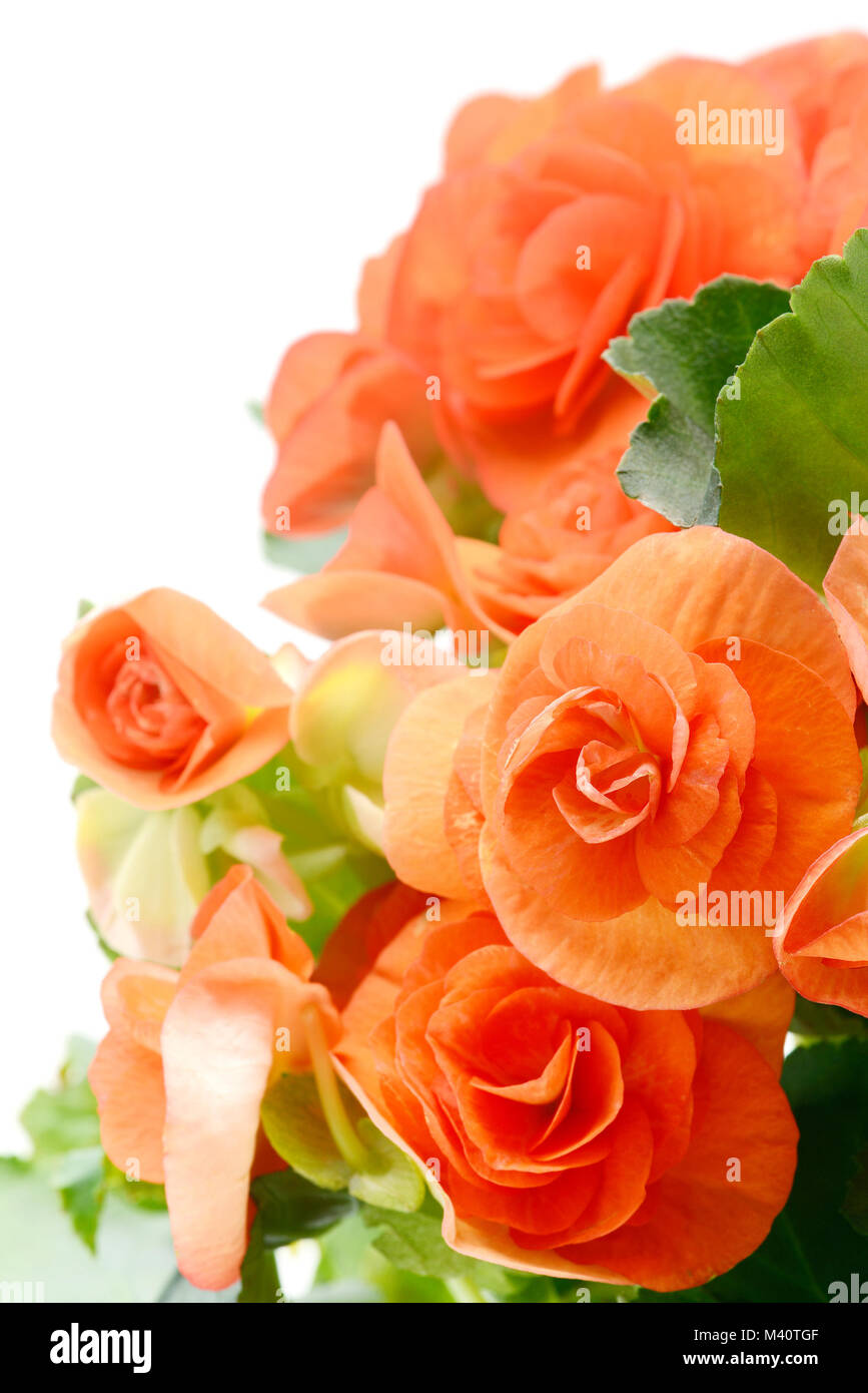 close-up of Orange red Begonia Elatior flower on white isolated ...