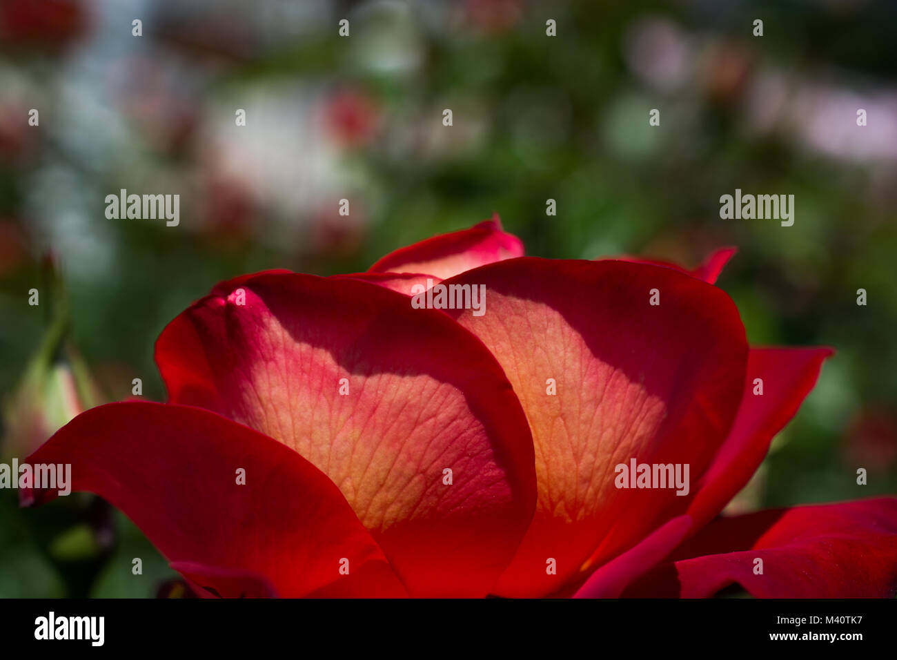 Beautiful fresh roses in close up view Stock Photo - Alamy