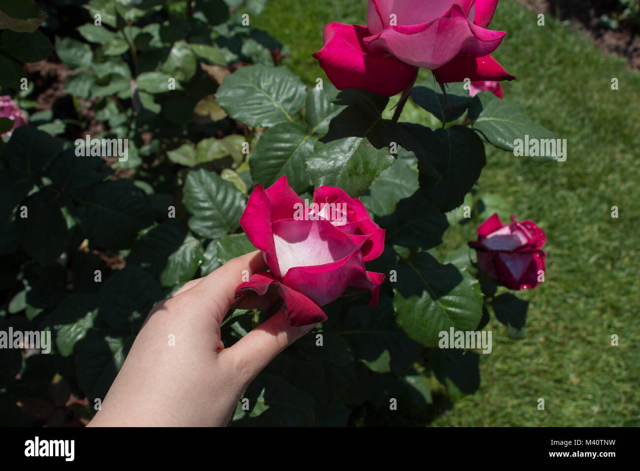 Hand holding a rose in the rose garden Stock Photo - Alamy
