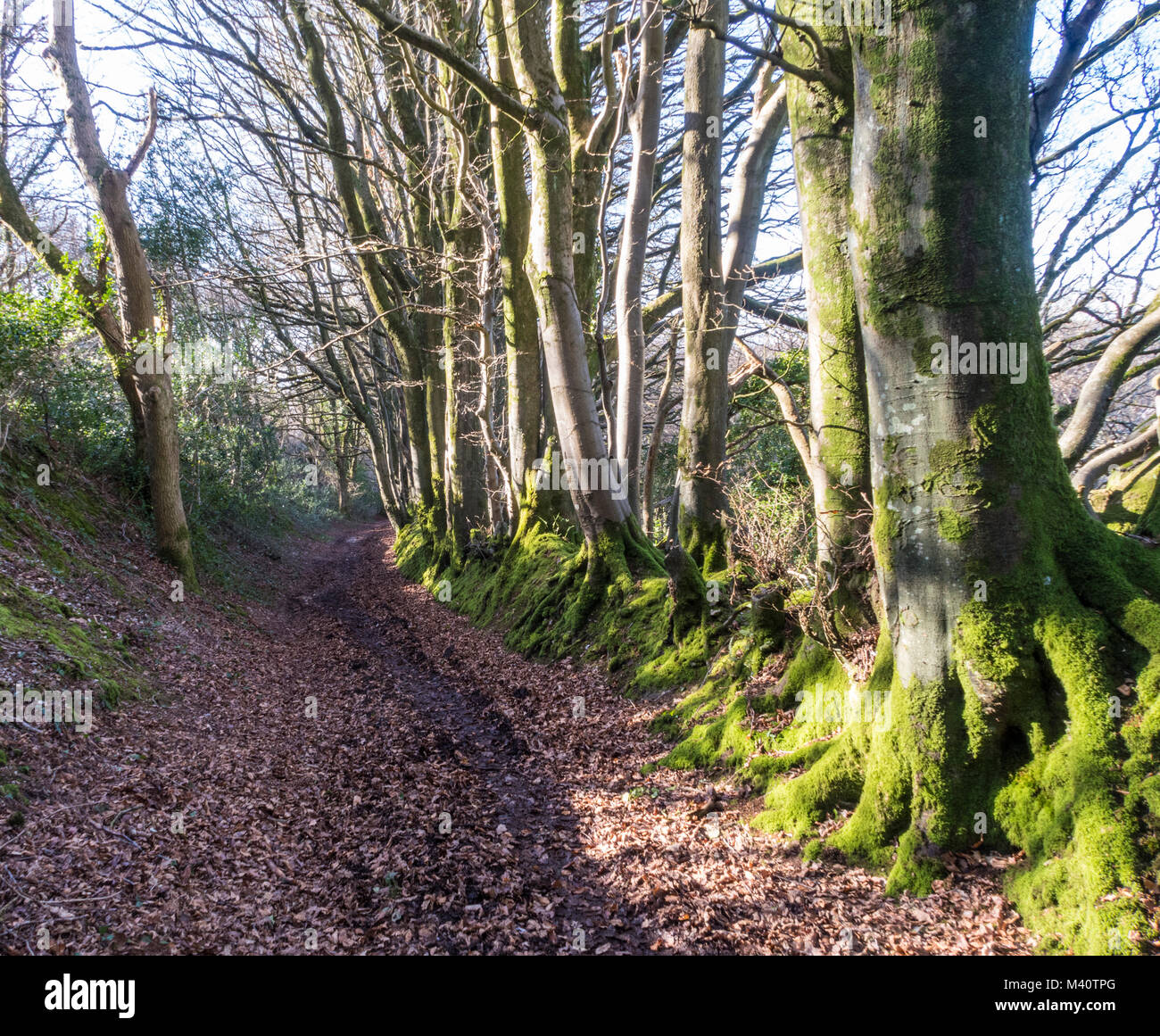 Sidmouth soldiers hill hi-res stock photography and images - Alamy