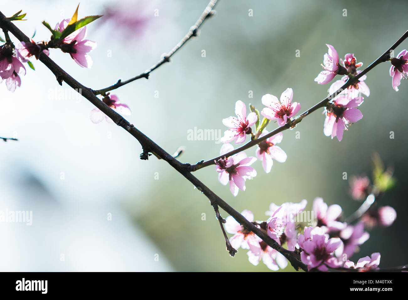 Beautiful blooming peach trees in spring on a Sunny day. Soft focus ...