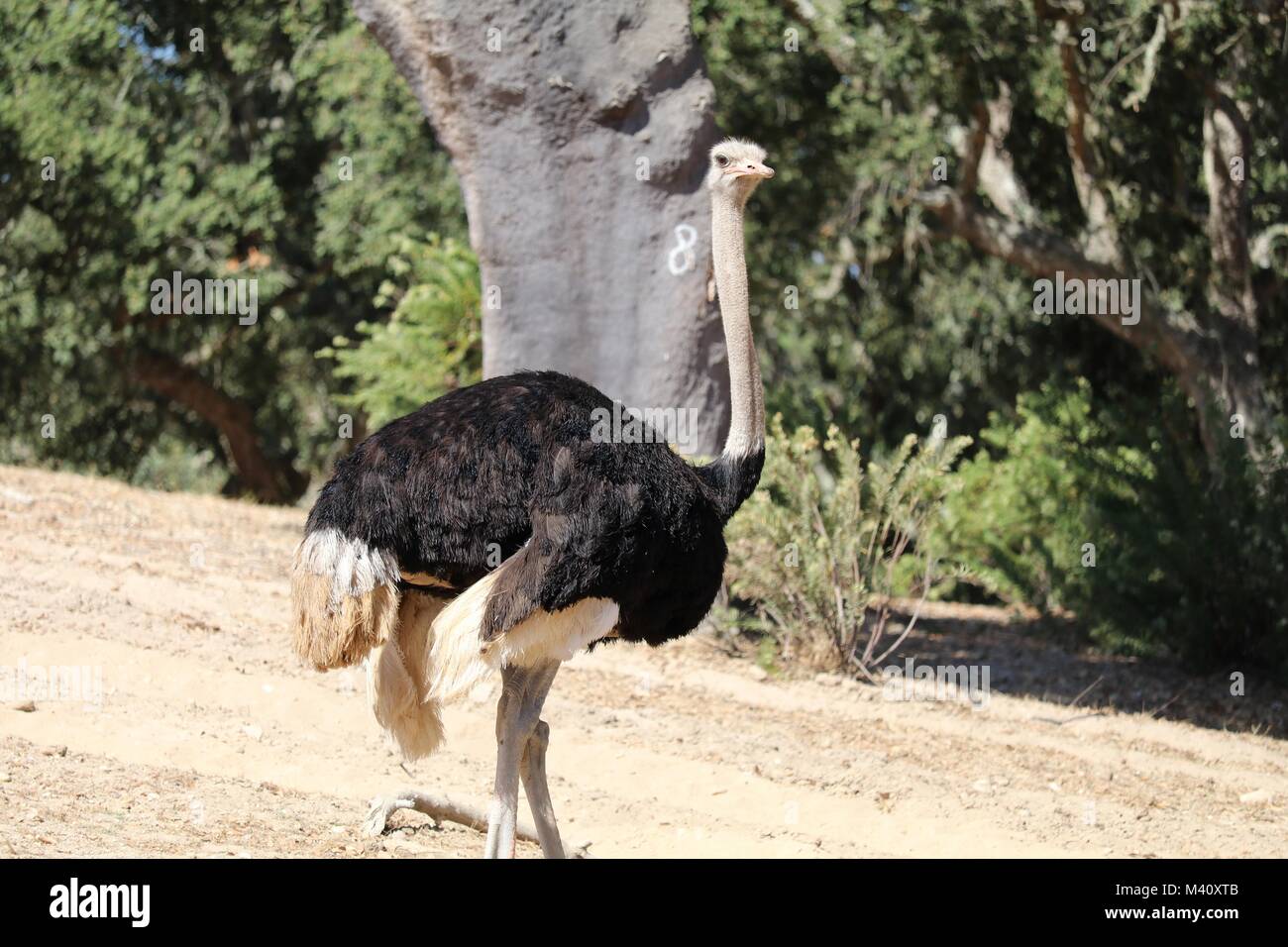 Ostrich avestruz hi-res stock photography and images - Alamy