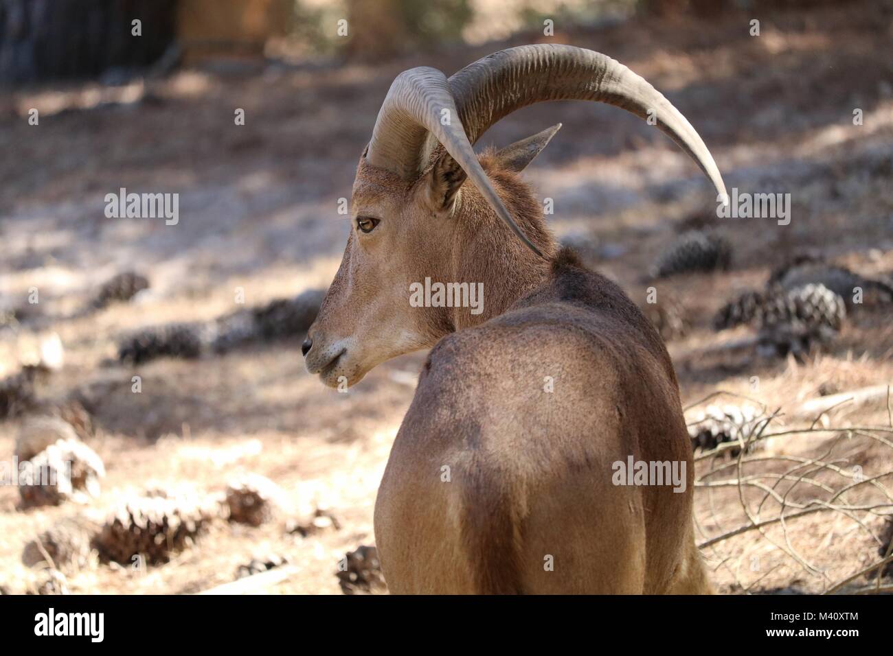 Species Of Caprid Goat Antelope High Resolution Stock Photography and ...