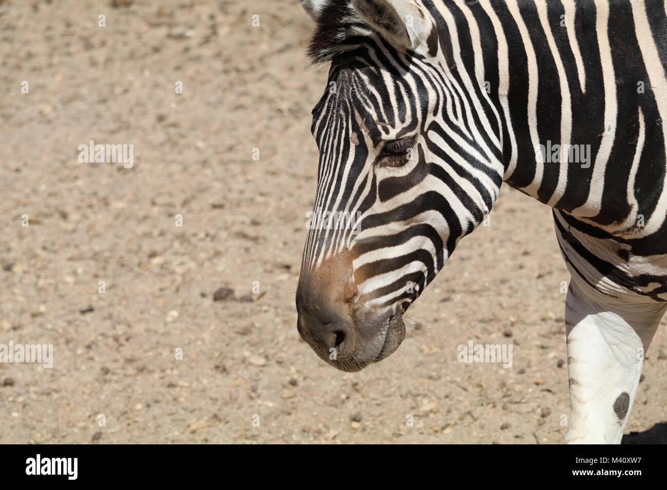 Zebra minimalist hi-res stock photography and images - Alamy