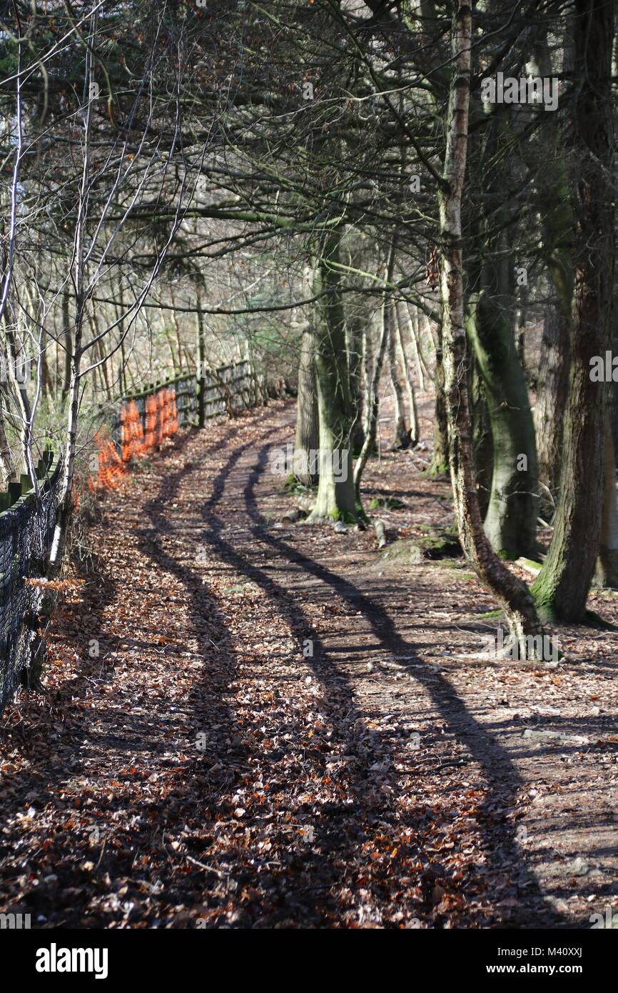 lines of wavy shadows cast on a forest track by sun shining through a ...
