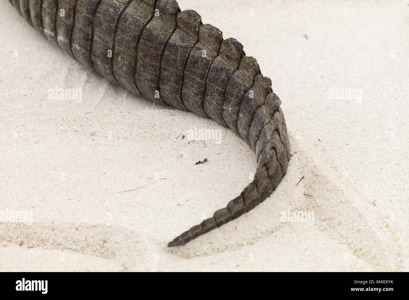 Alligator tail hi-res stock photography and images - Alamy