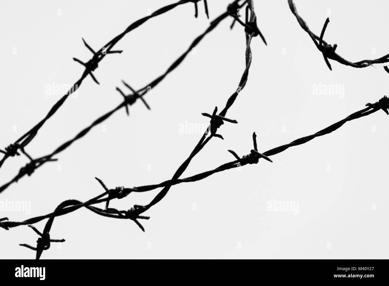 Barbed wire B&W Stock Photo - Alamy
