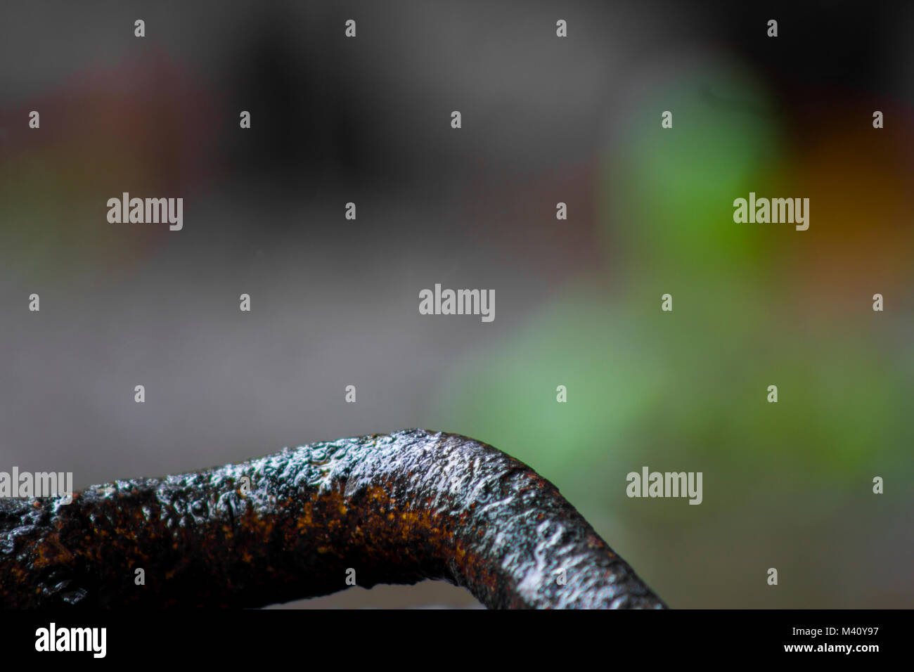 The wet root of a tree Stock Photo - Alamy