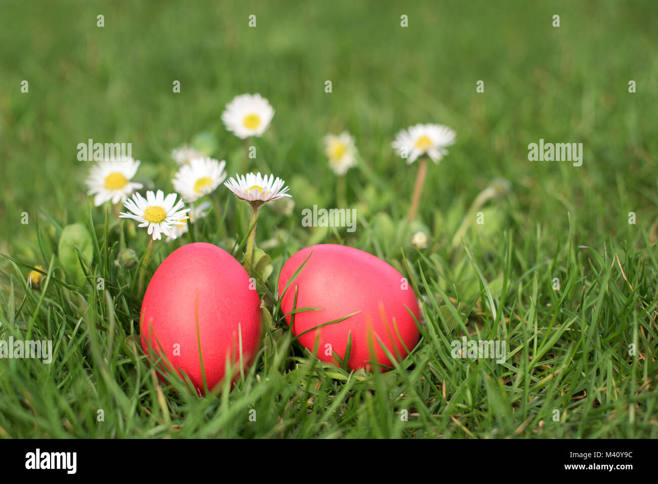 Painted Daisy High Resolution Stock Photography and Images - Alamy