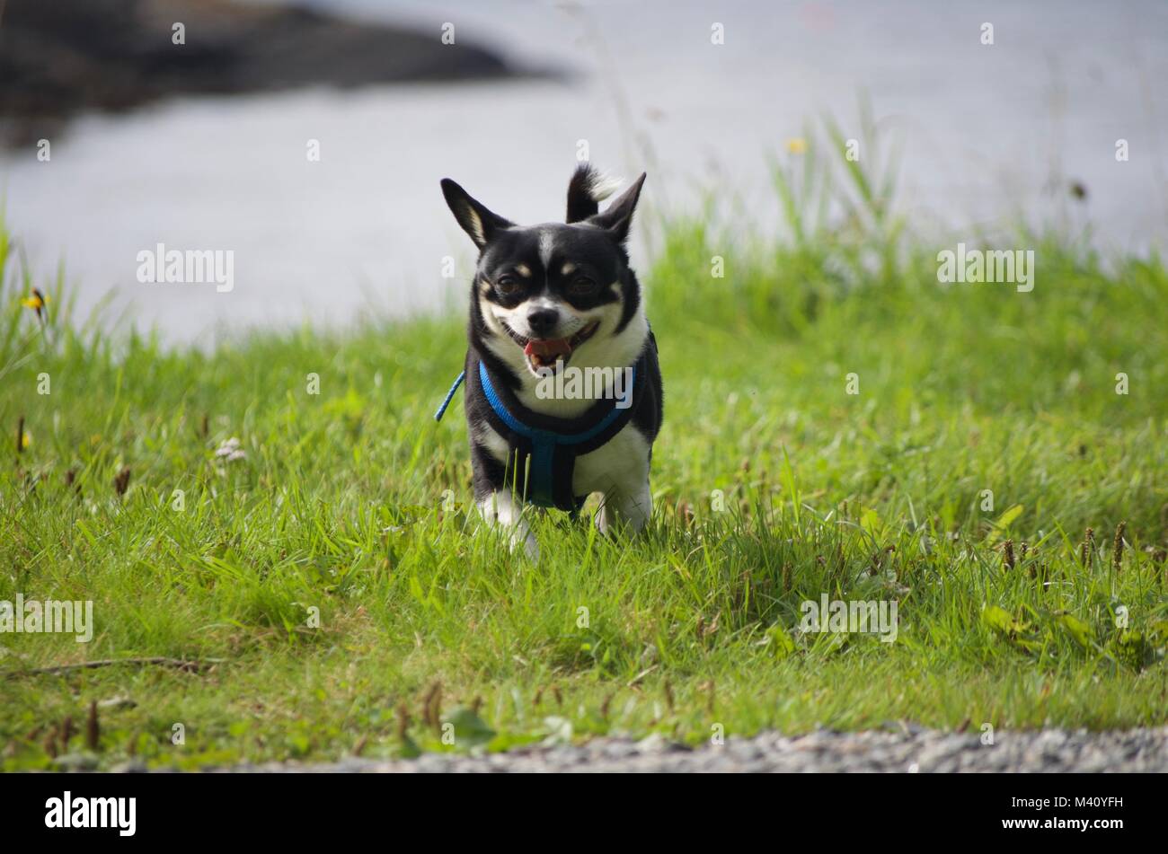 Chihuahua running hi-res stock photography and images - Alamy