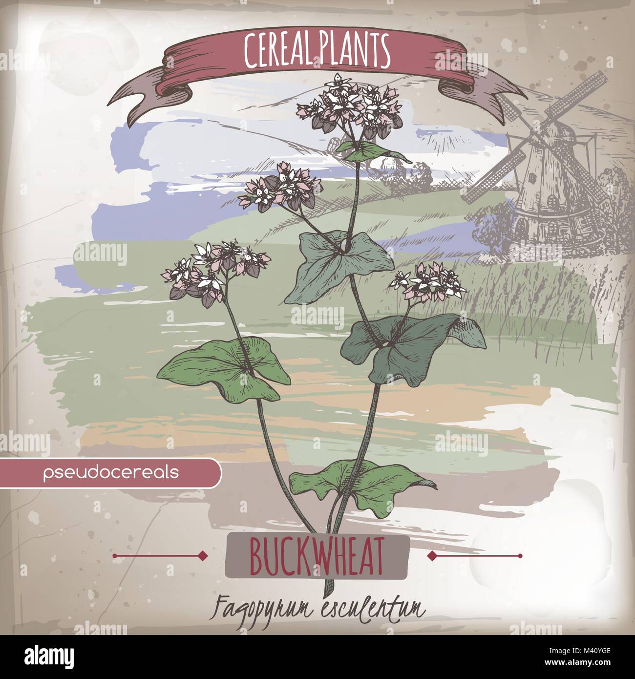 Fagopyrum esculentum aka buckwheat color sketch. Cereal plants ...