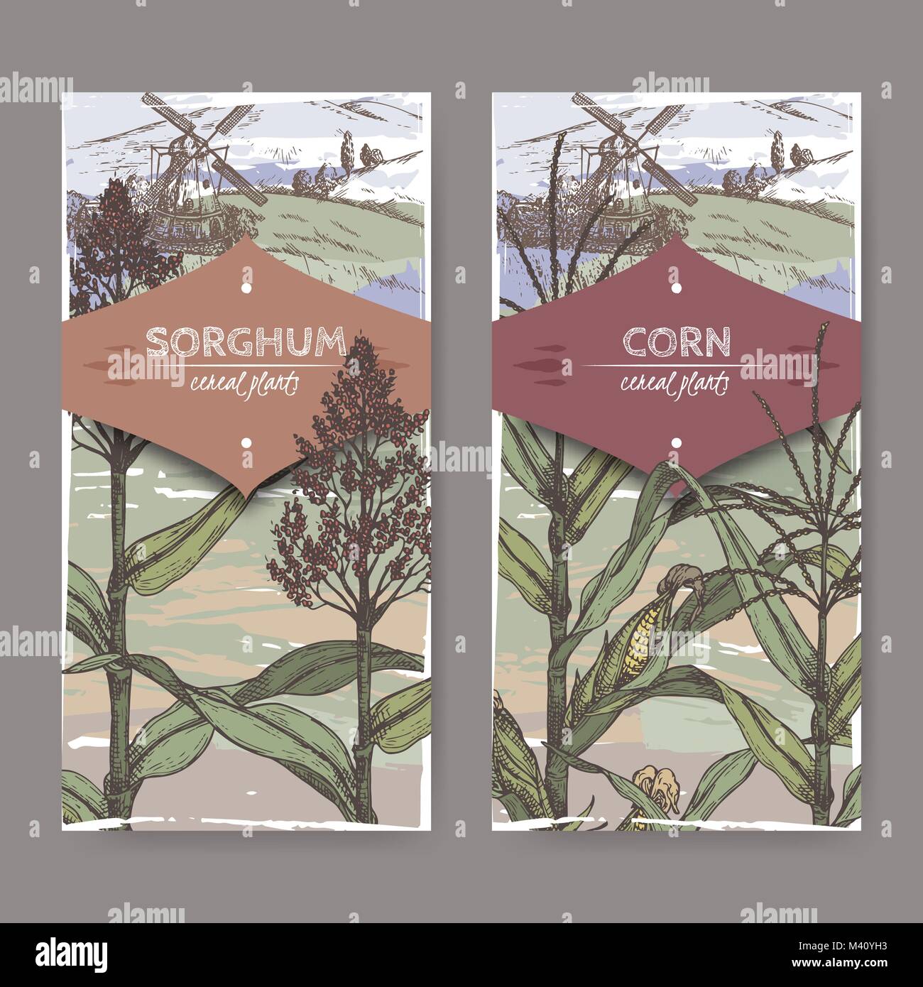 Bicolor corn Stock Vector Images - Alamy