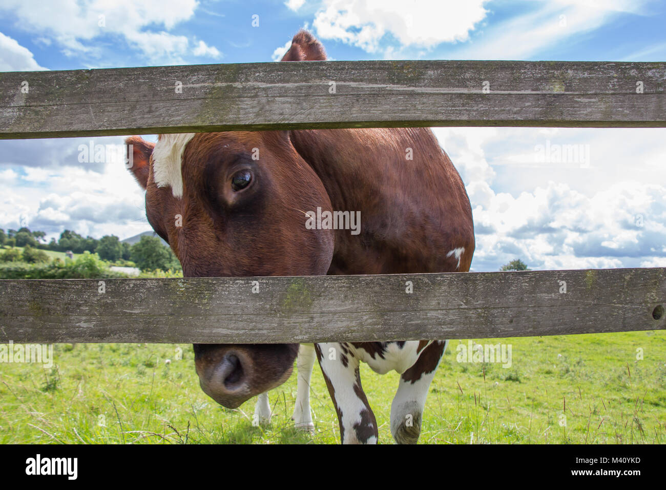 A close up of a brown cow looking through a wooden fence Stock Photo ...