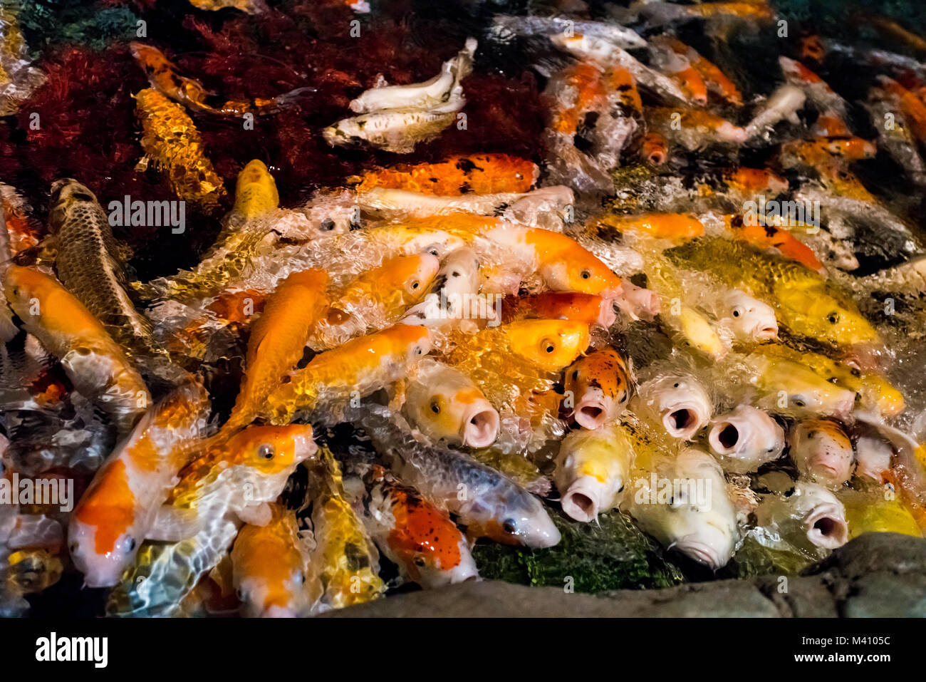 Koi Carp, Japanese big fish, underwate Stock Photo - Alamy